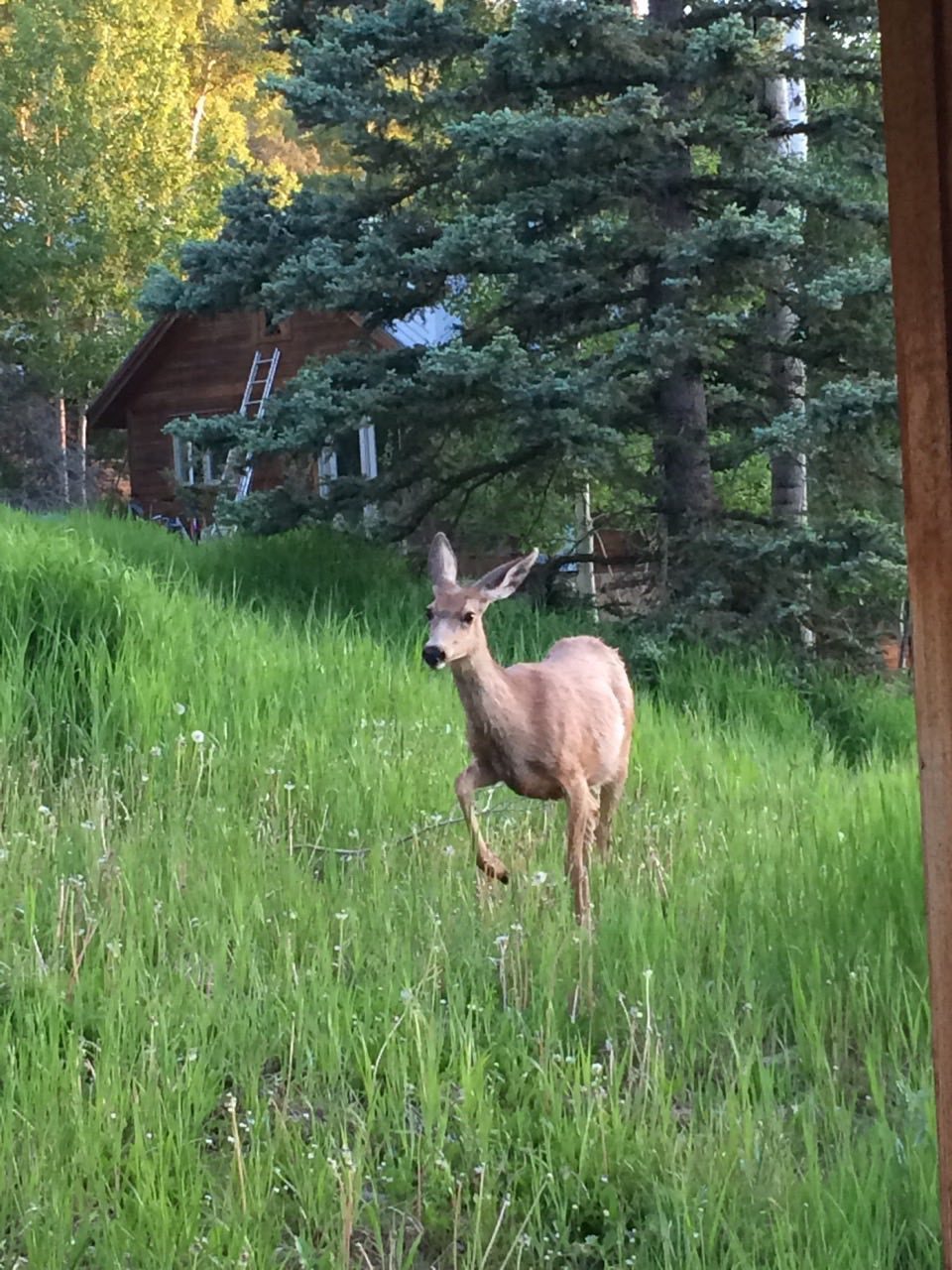 Telluride Lifestyle – Parenting, working and playing in Telluride